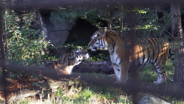 Se video: Kærlighed i tigerhulen - Rosie og Boris har nu mødt hinanden ...